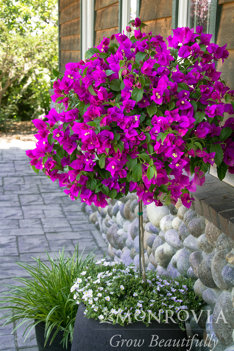 Bougainvillea Purple Queen – Casaplanta Miami