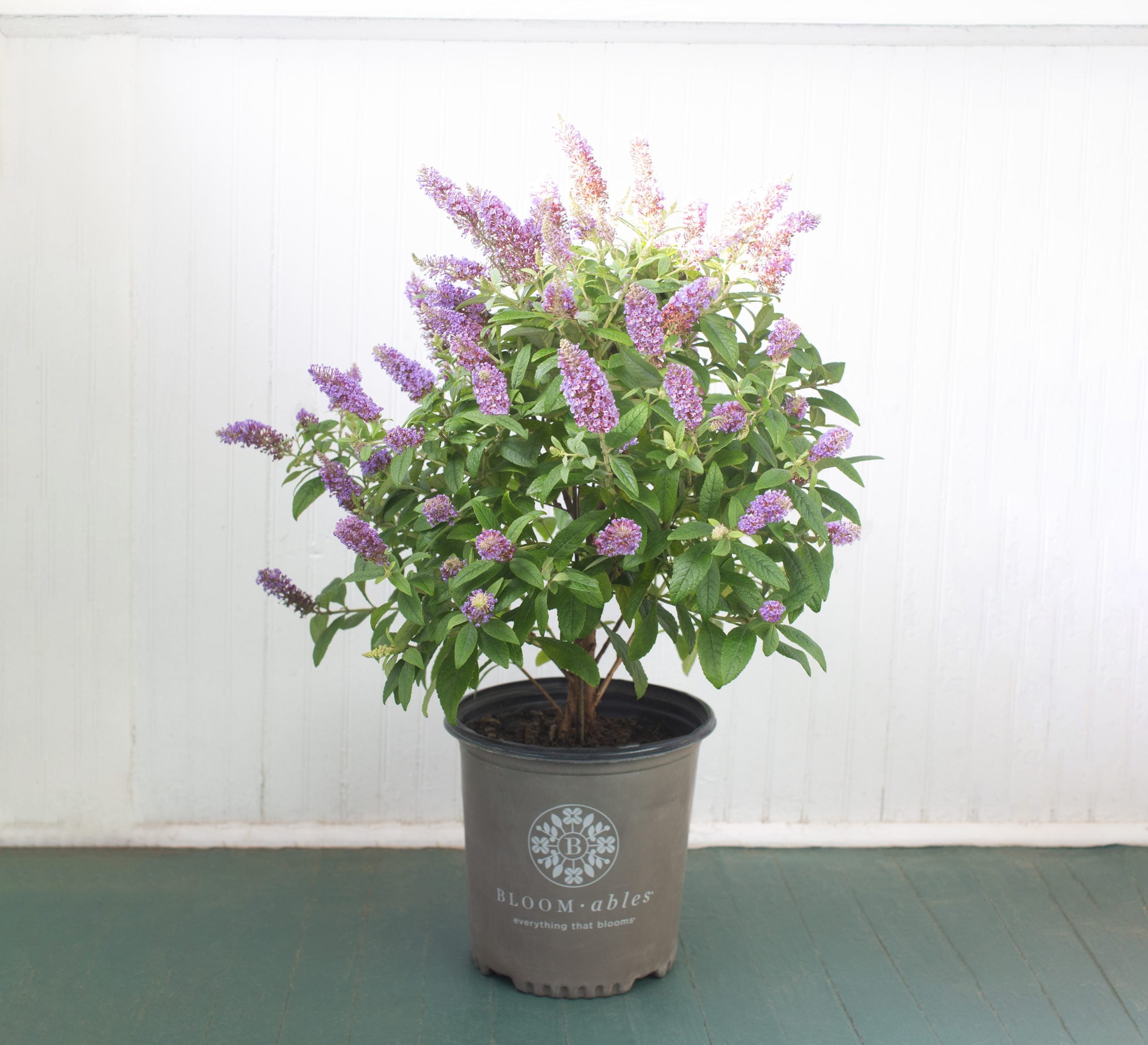 Buddleia Bloomables 2G – Casaplanta Miami