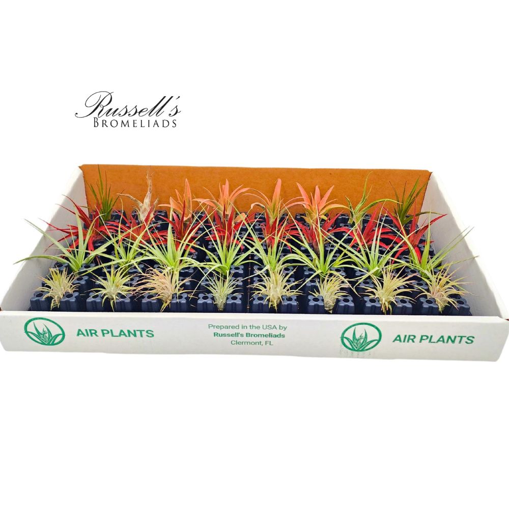 Air Plant Mix – Casaplanta Miami