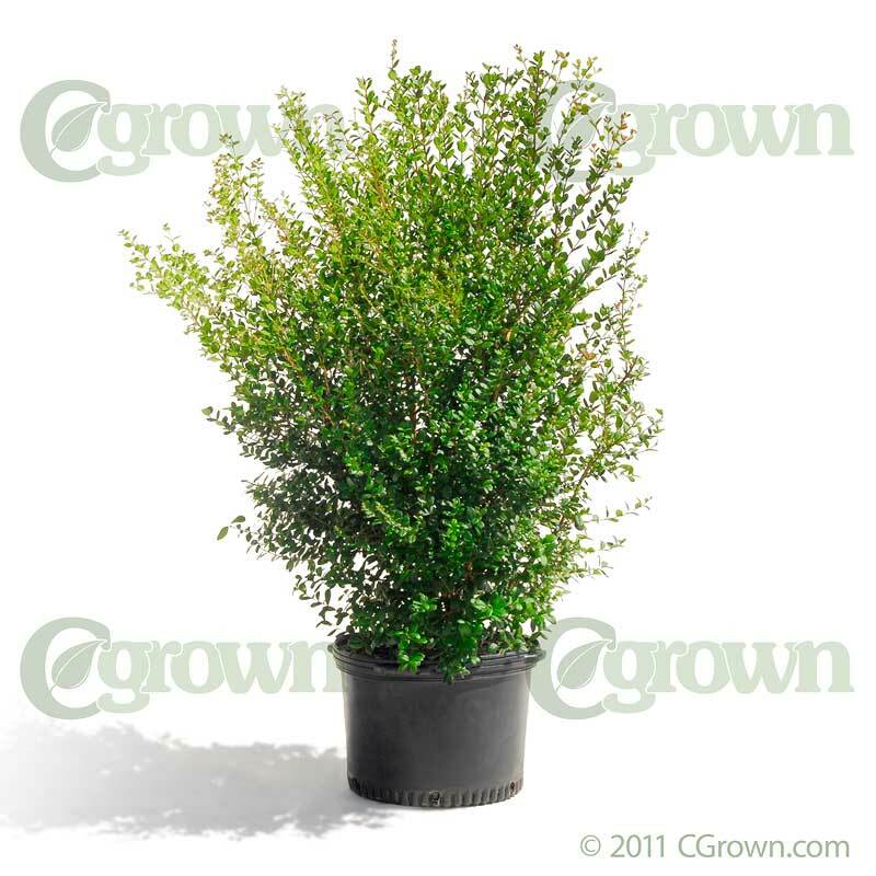 Simpson Stopper 3G/10" – Casaplanta Miami