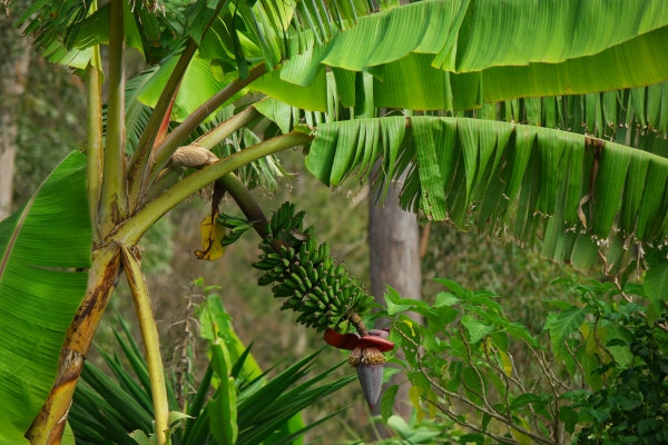 Musa Banana Pisang Ceylon 3G/10" – Casaplanta Miami