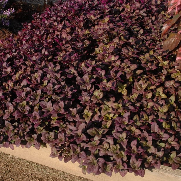 Alternanthera Choco Chili 10" – Casaplanta Miami