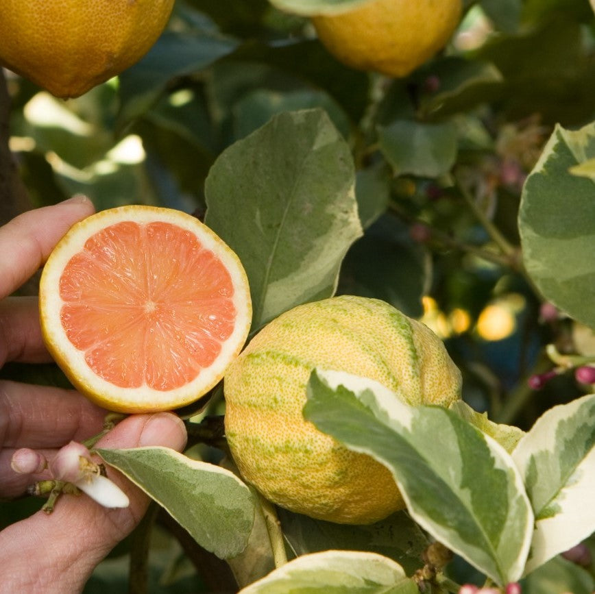 Variegated Pink Lemon 3G/10" – Casaplanta Miami