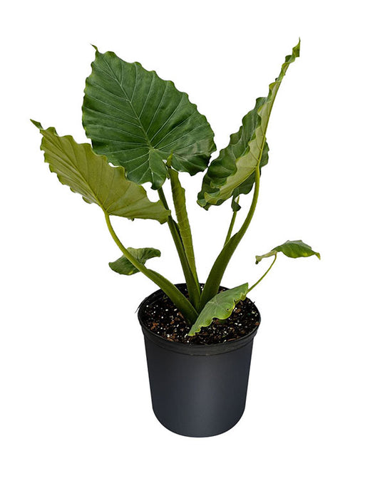 Alocasia Calidora 7G/14” – Casaplanta Miami