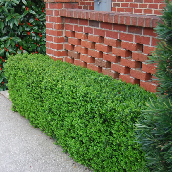 Japanese Boxwood 3G/10'' – Casaplanta Miami